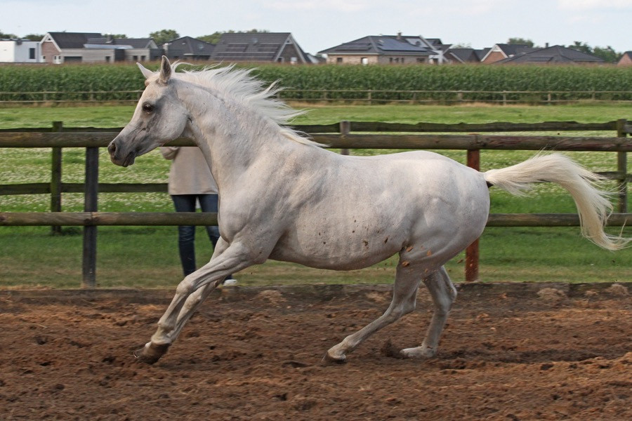 The Swift Runner - A Triple Treat: Open Days at El Thayeba, Al Qusar, and Nagel’s Katharinenhof