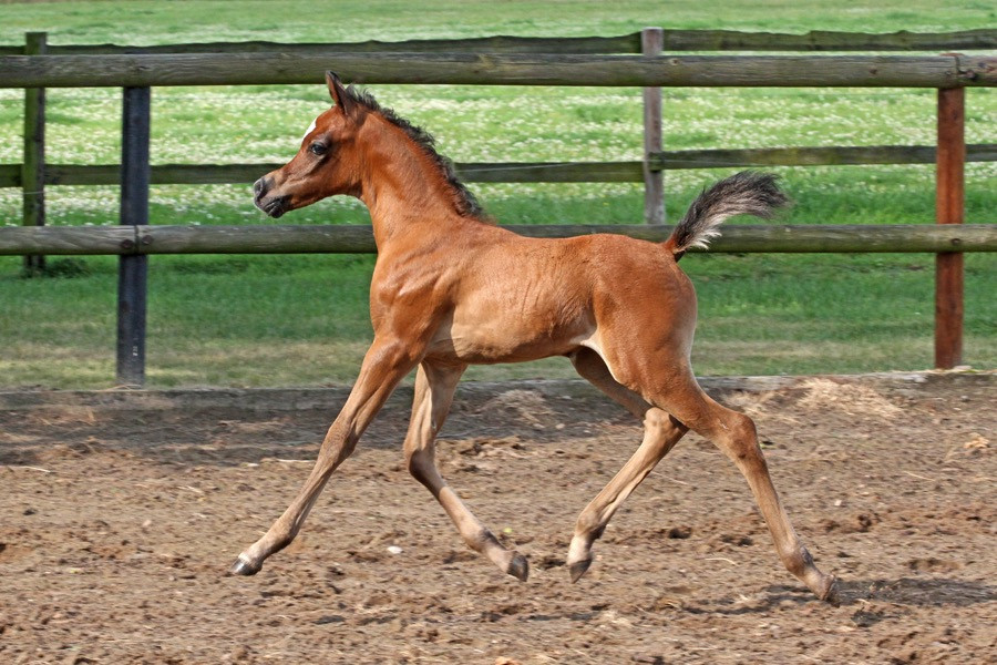 The Swift Runner - A Triple Treat: Open Days at El Thayeba, Al Qusar ...